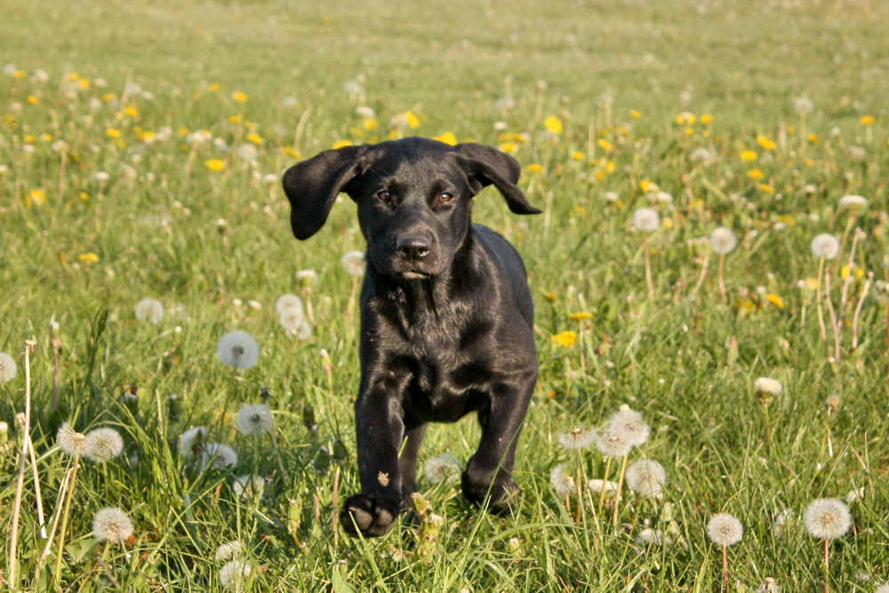 Dashwood-Dogs - Nimble alt