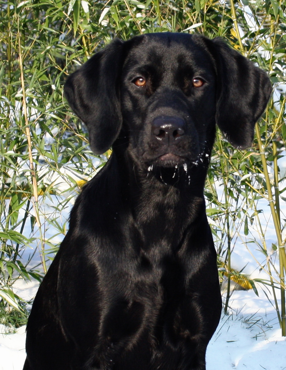 Dashwood-Dogs - Nimble alt